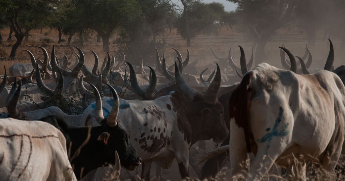 Farmer-herder conflicts in northern Ghana amid climate change ...